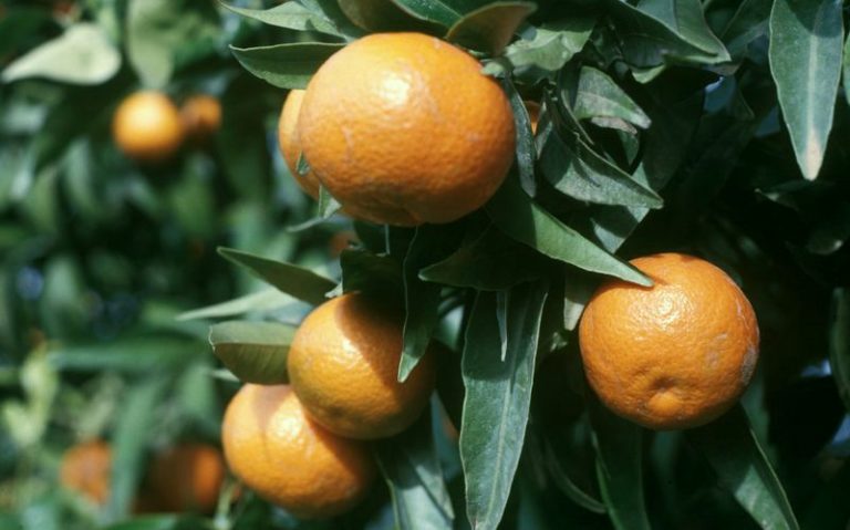 A klementin mandarin (Citrus × clementina) jellemzése, ültetése és ...